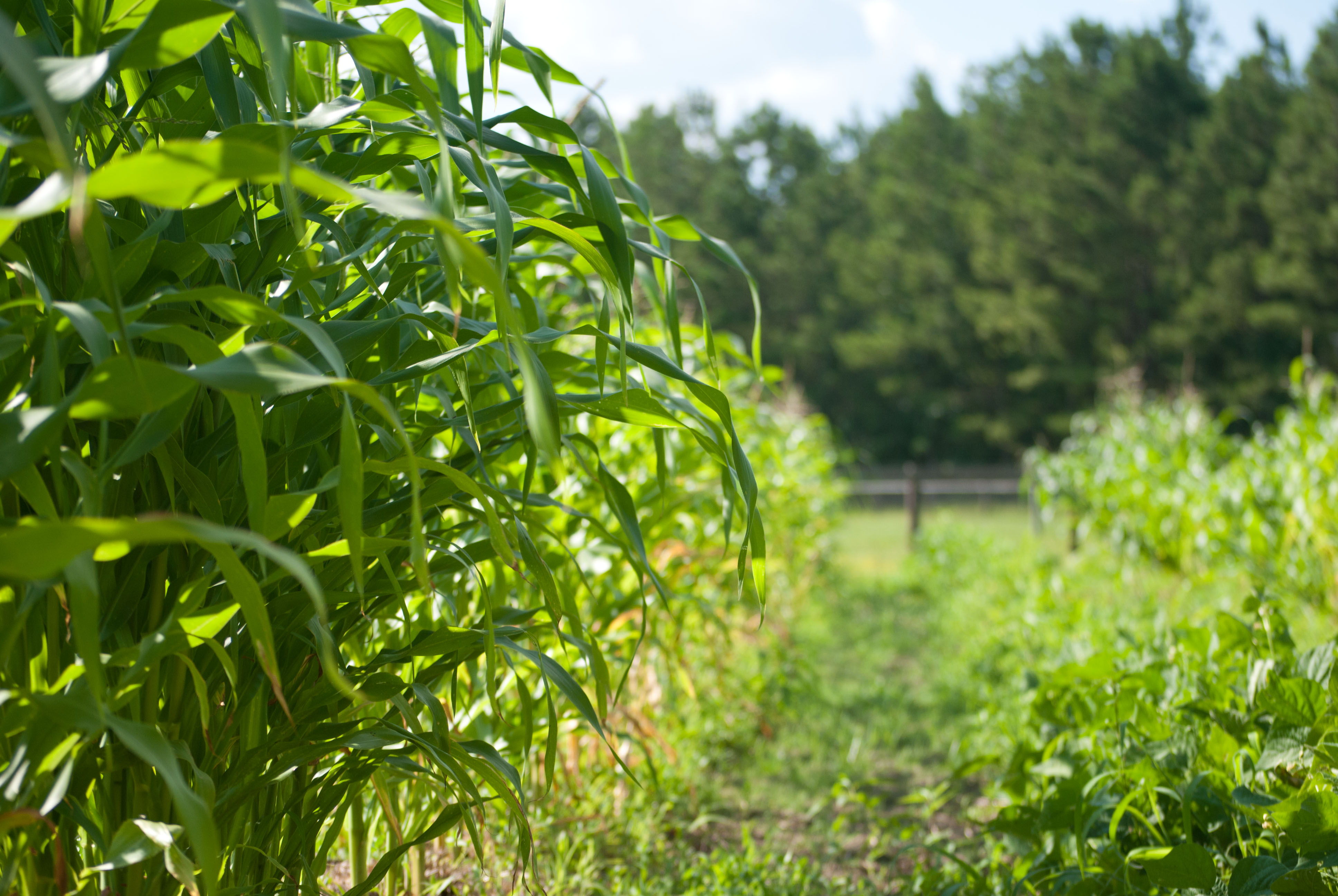 Home - Picalily Farm