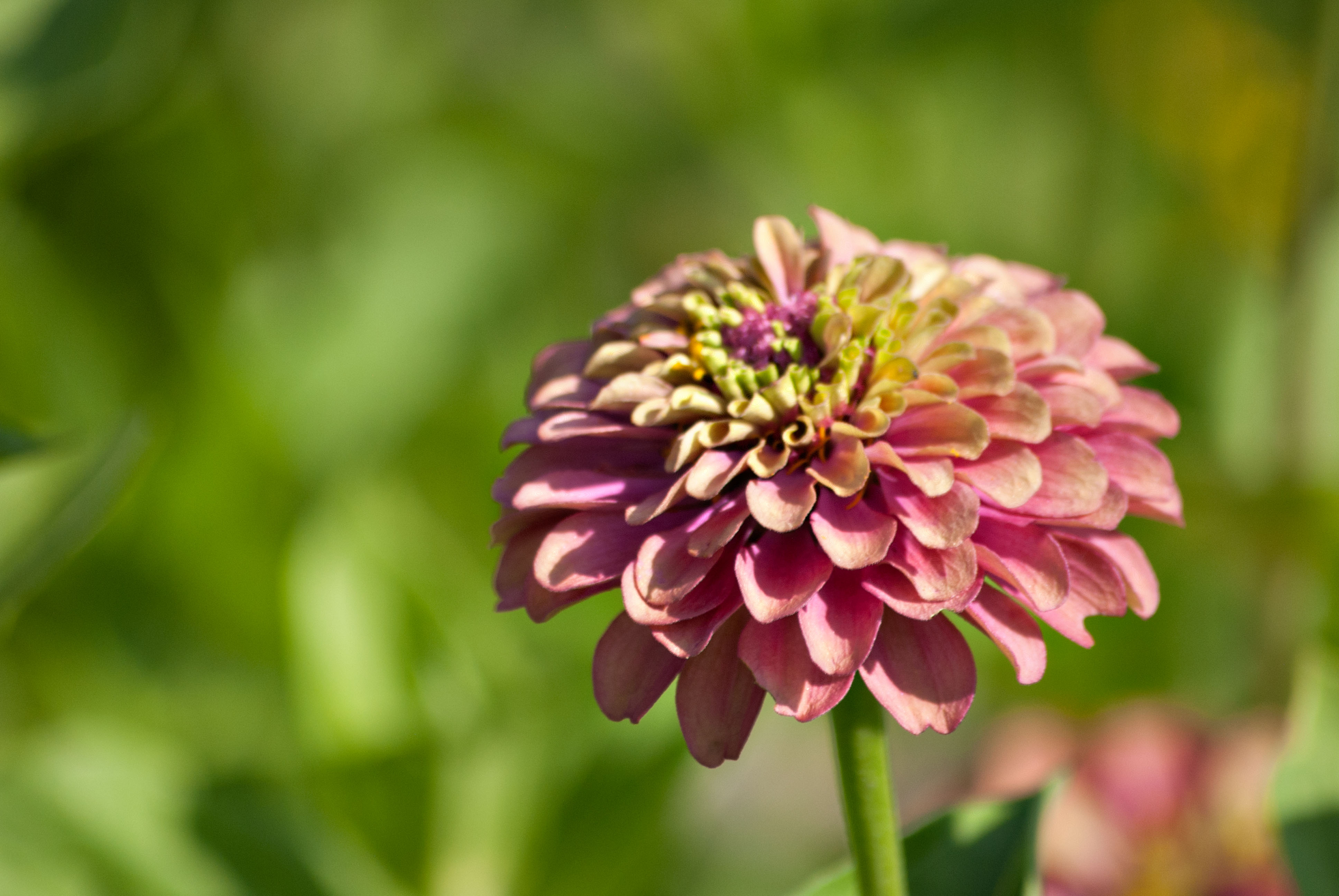 Home - Picalily Farm